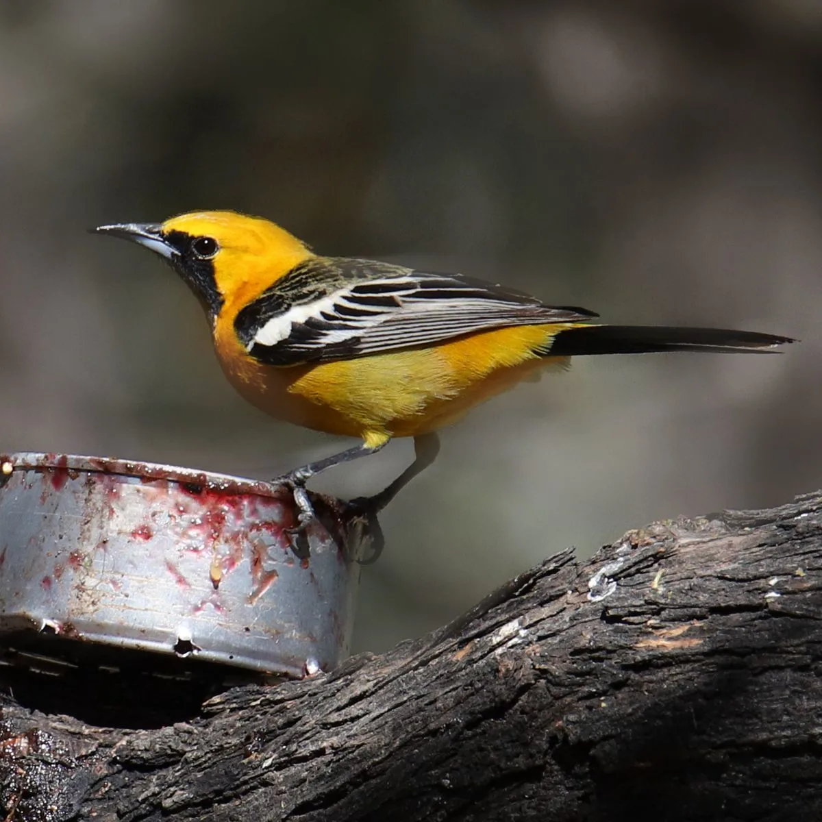 What Do Orioles Eat? Easy Ways To Attract Them To Your Yard