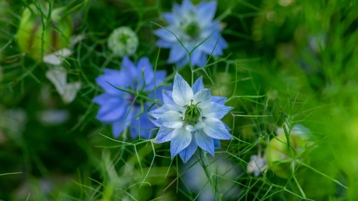 Bring Calm To The Garden With 11 Beautiful Annual Blue Flowers