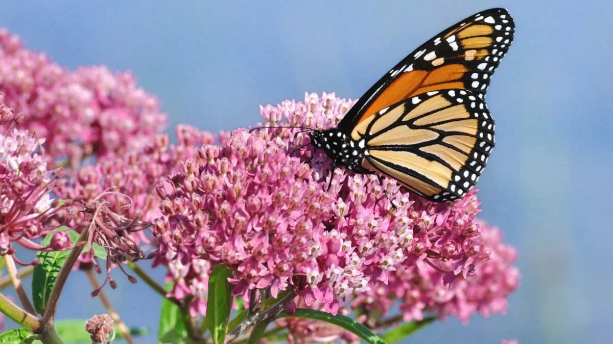 10 Beautiful Annual Flowers That Attract Butterflies