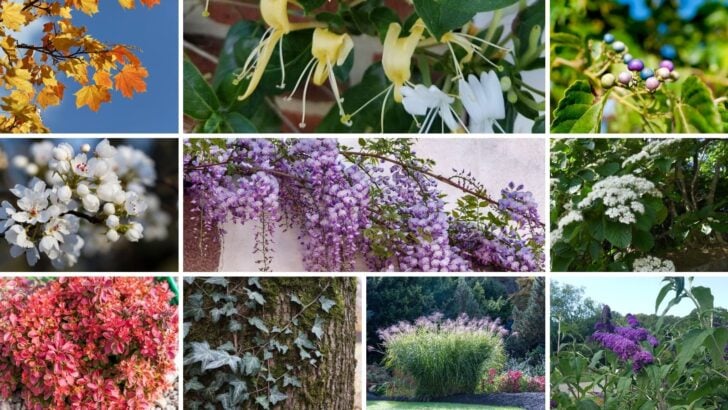 11 Invasive Plants In New Jersey (And 26 To Plant Instead)