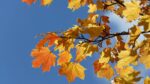 11 Invasive Plants In New Jersey (And 26 To Plant Instead)