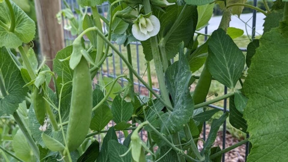 12 Best Companion Plants For Artichokes (And 3 To Avoid)
