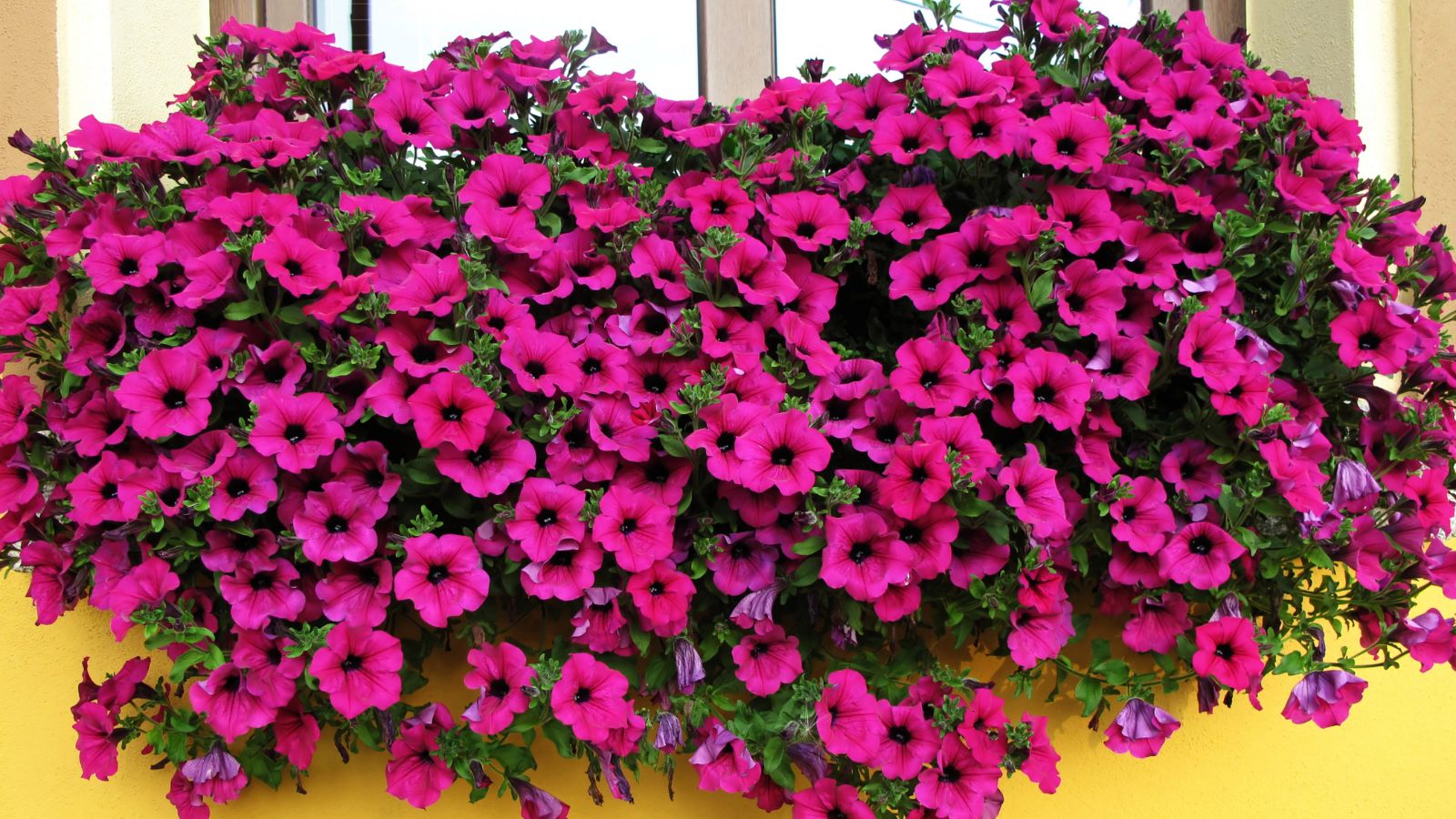 Landscaping With Petunias - 13 Eye-Catching Ideas