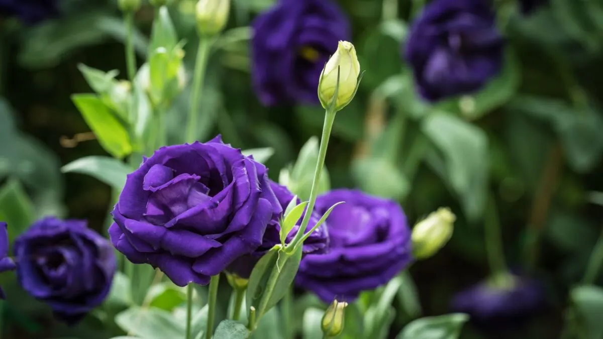 10 Lovely Annual Purple Flowers For Every Garden