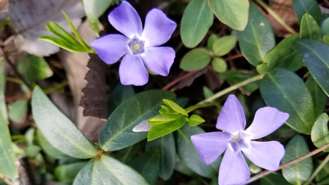 How To Get Rid Of Invasive Periwinkle Ground Cover For Good