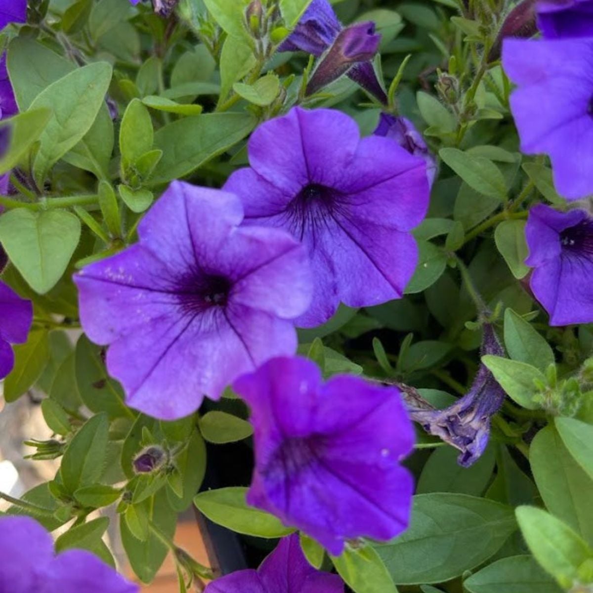 10 Lovely Annual Purple Flowers For Every Garden