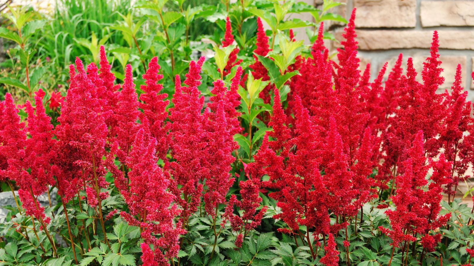 5 Red Shade Perennials For Your Low Light Garden