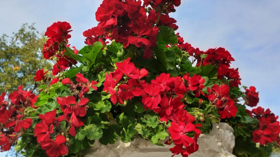 Add A Pop Of Color With These 11 Showy Annual Red Flowers