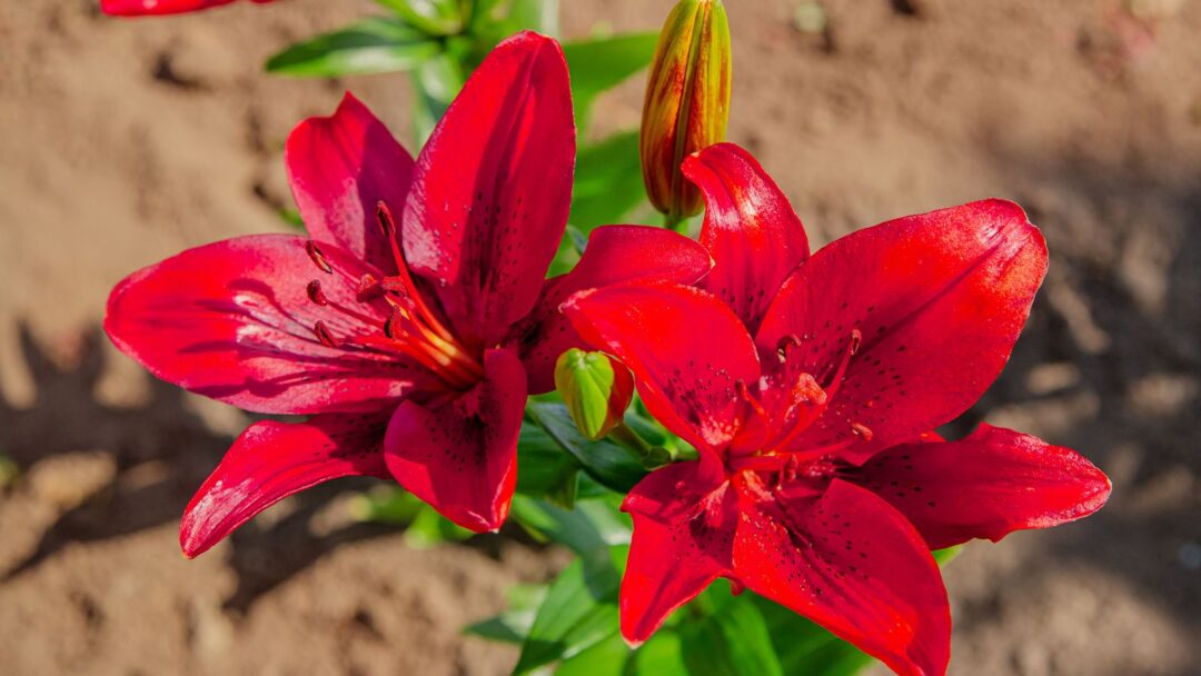 27 Bright And Colorful Flowers With Pictures