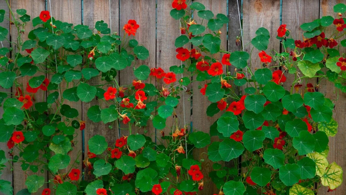 Add A Pop Of Color With These 11 Showy Annual Red Flowers