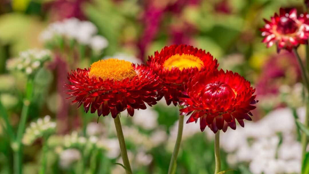 10 Beautiful Deer-Resistant Annual Flowers