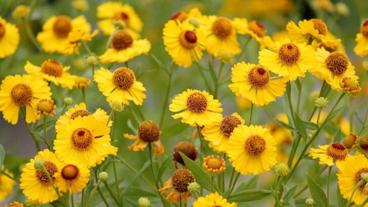 11 Perennial Yellow Flowers To Add Sunshine To Your Garden