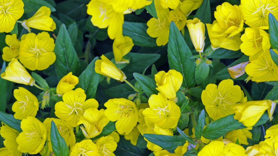 11 Perennial Yellow Flowers To Add Sunshine To Your Garden