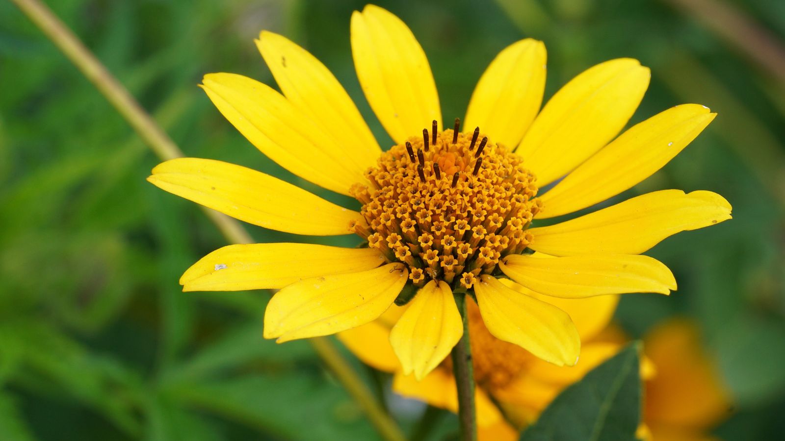 11 Perennial Yellow Flowers To Add Sunshine To Your Garden
