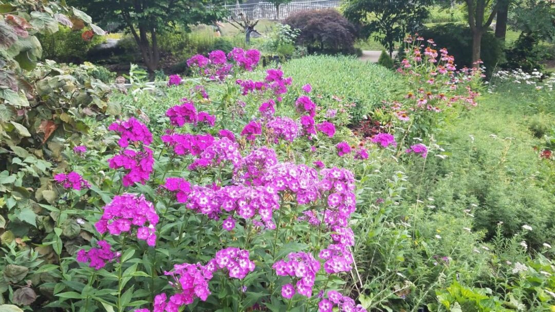 10 Pretty Perennial Pink Flowers
