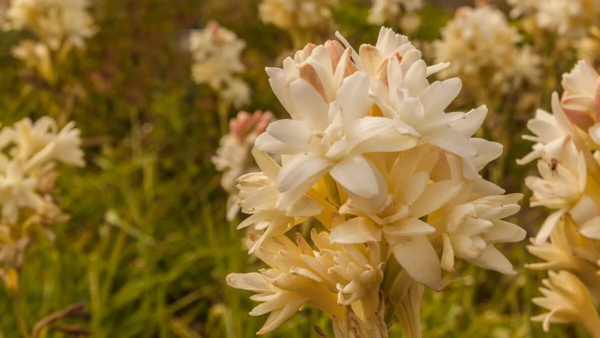 The 10 Best Night Blooming Flowers For The Dreamiest Moon Garden