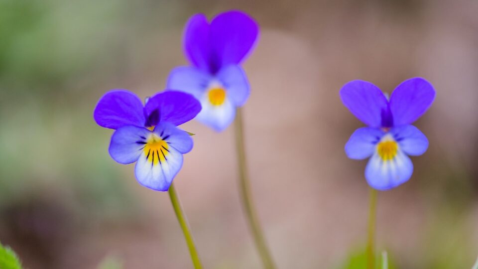 Lovely Purple Annuals To Plant This Season
