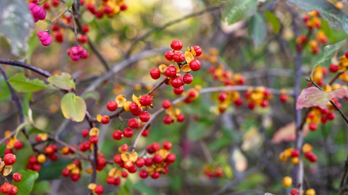 7 Invasive Plants In New Hampshire (And 14 Natives To Plant Instead)