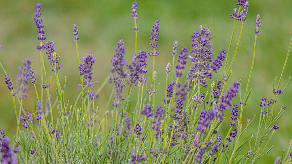 How To Keep Your Lavender Tree Happy And Thriving