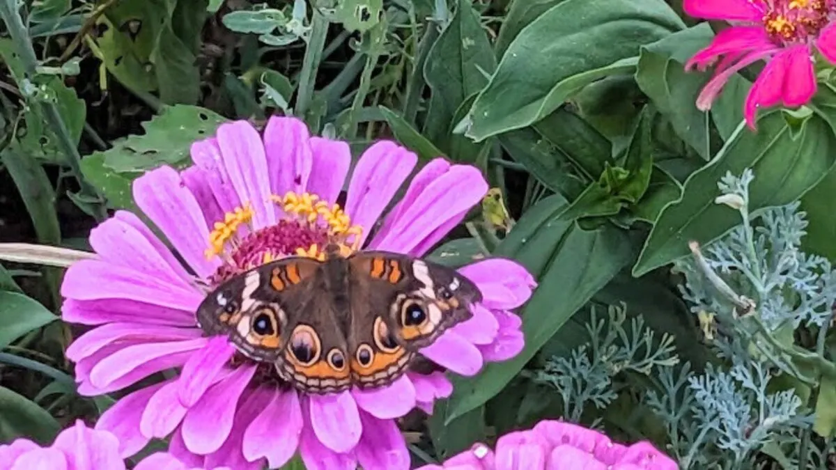 11 Stunning Annual Bi-color Flowers You’ll Love