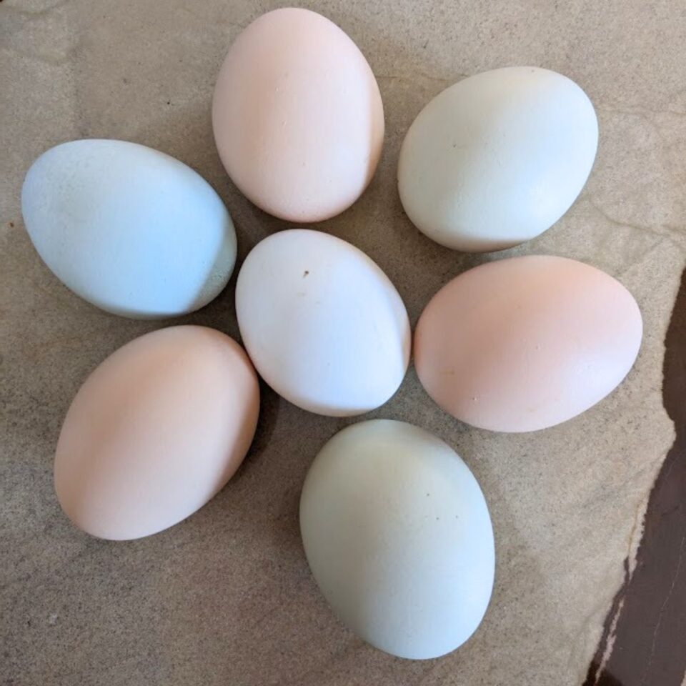 How To Get A Rainbow Of Egg Colors In Your Coop