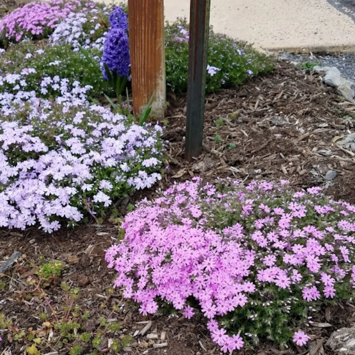 How To Plant Creeping Phlox For Gorgeous Ground Cover