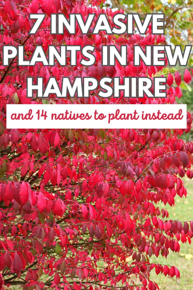 7 Invasive Plants In New Hampshire (And 14 Natives To Plant Instead)