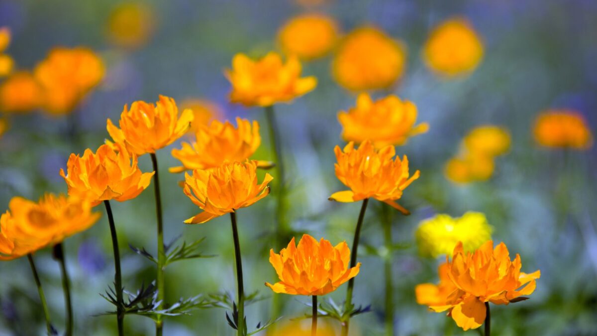 11 Orange Shade Perennials You'll Love