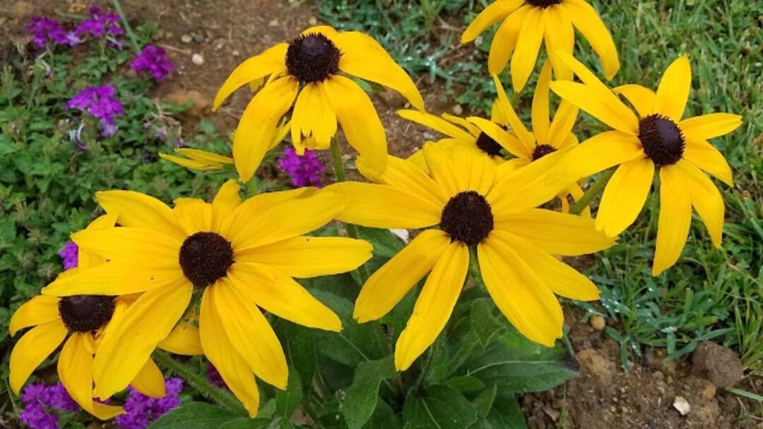 11 Perennial Yellow Flowers To Add Sunshine To Your Garden