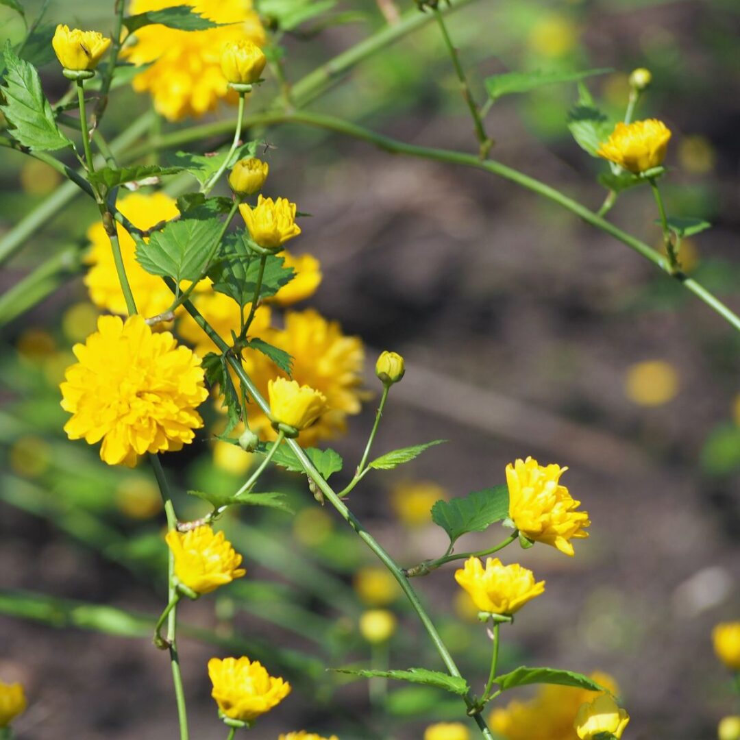 11 Yellow Spring Flowers To Make Your Garden Pop