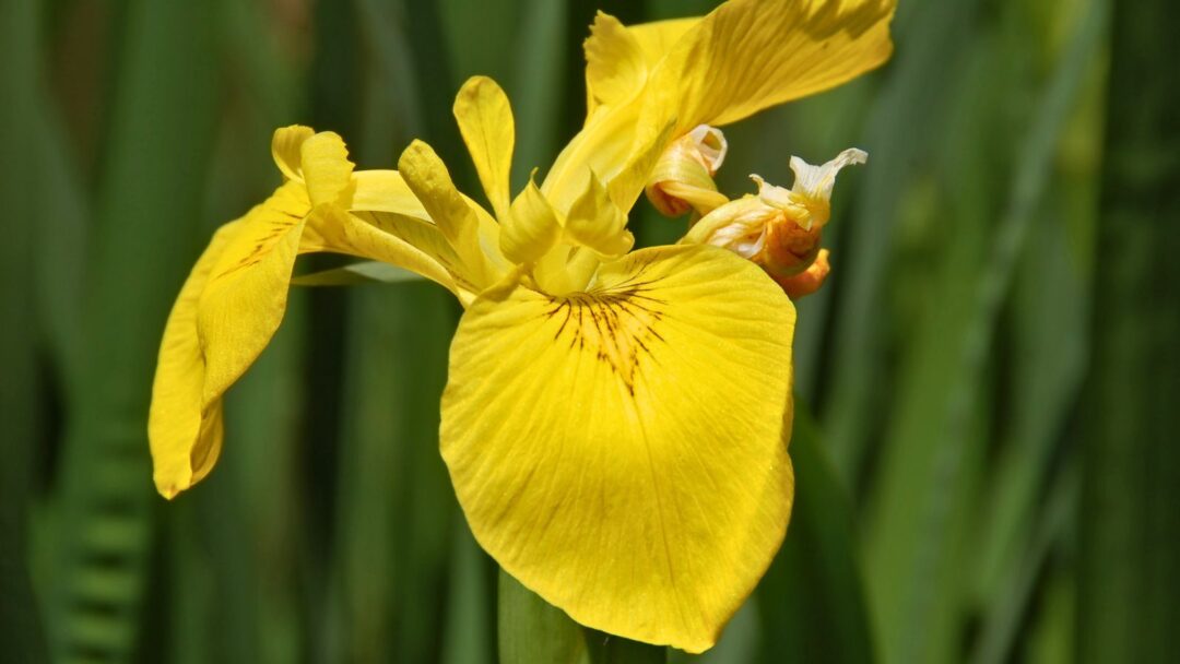 10 Invasive Plants In New York (And 20 Natives To Plant Instead)