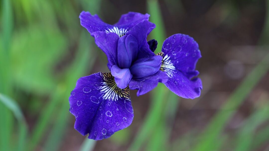 9 Stunning Blue Shade Perennials