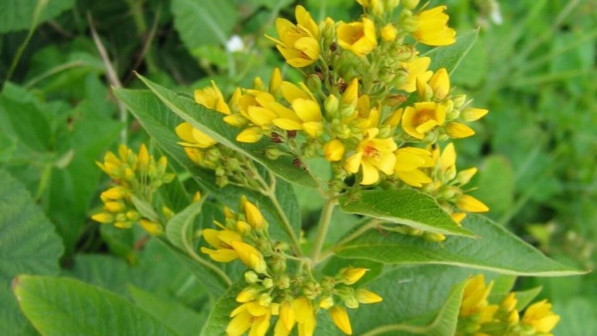 10 Invasive Plants In New York (And 20 Natives To Plant Instead)