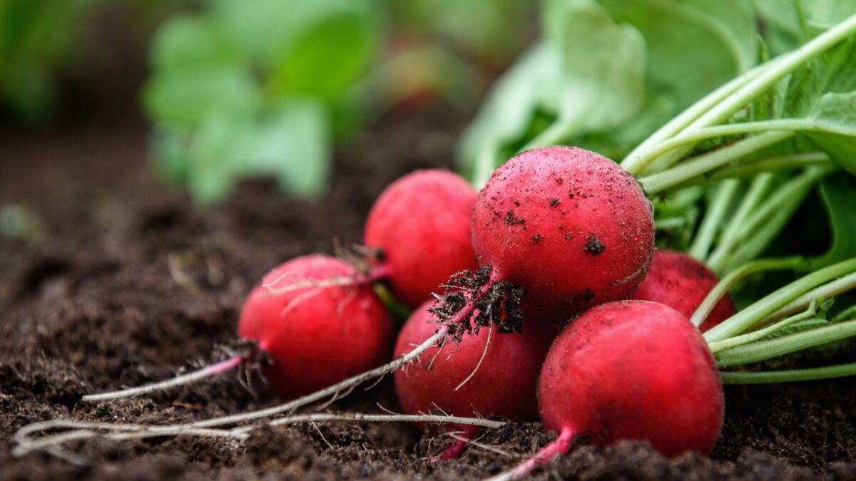 12 Best Companion Plants For Radishes (And 2 To Avoid)