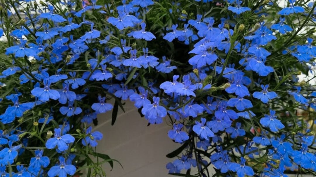 Bring Calm To The Garden With 11 Beautiful Annual Blue Flowers
