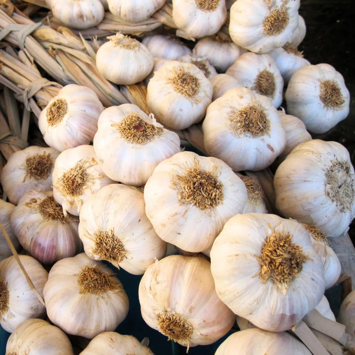 How To Grow Your Own Vegetables For A Better Life