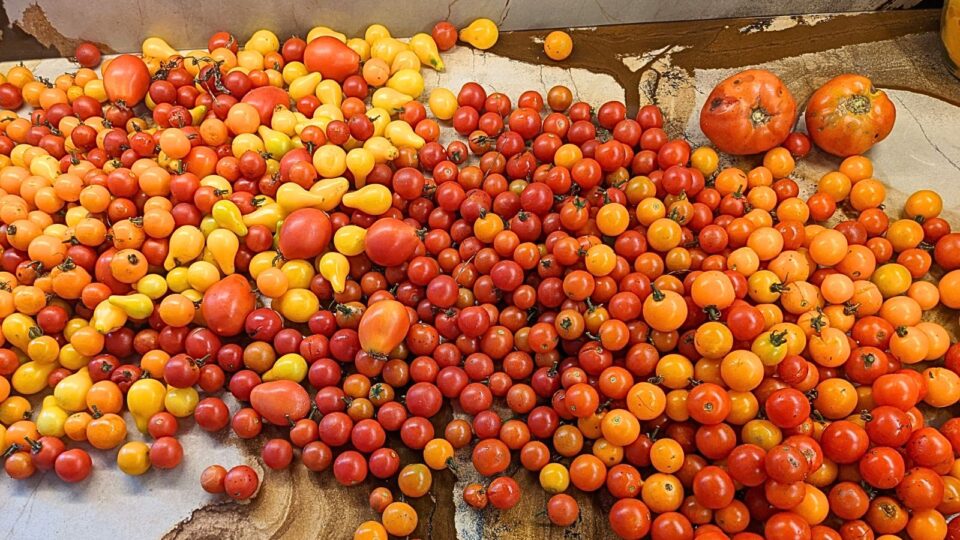 What Is The Best Soil Mix For Tomatoes?