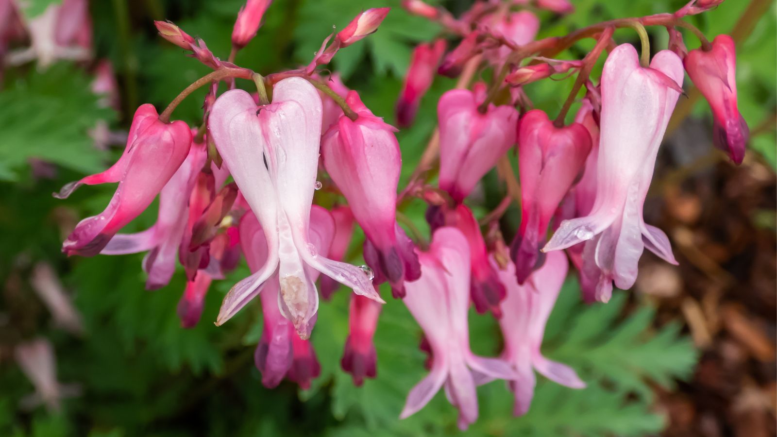 9 Pink Shade Perennials To Liven Up A Shady Garden