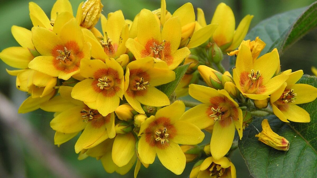 10 Invasive Plants In New York (And 20 Natives To Plant Instead)