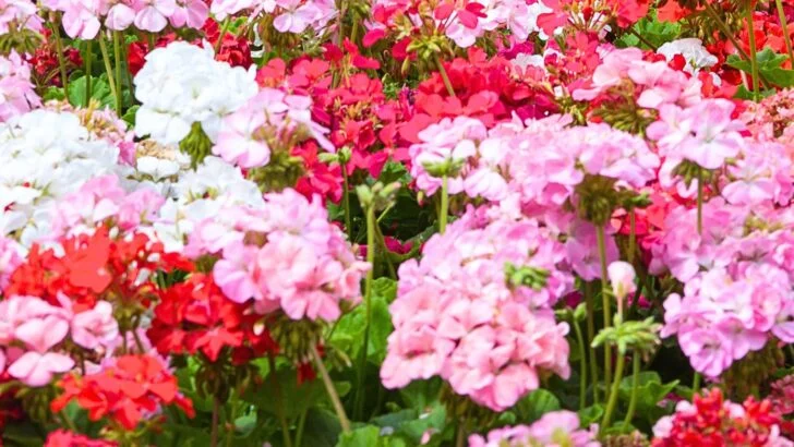 13 Gorgeous Flowers That Start With G