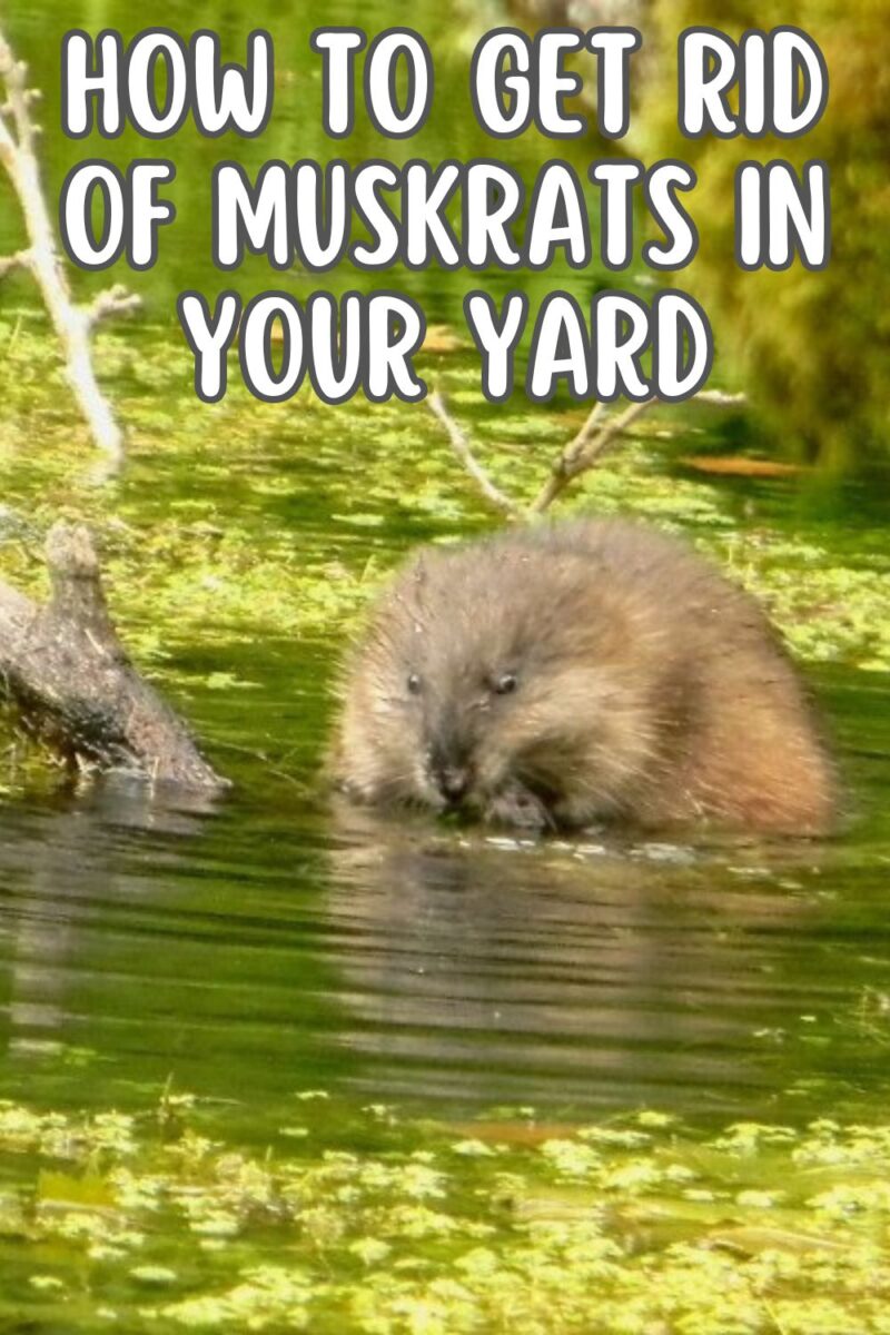 How To Get Rid Of Muskrats In Your Yard: 6 Effective Methods