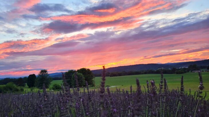 Best Lavender Farms To Visit This Summer