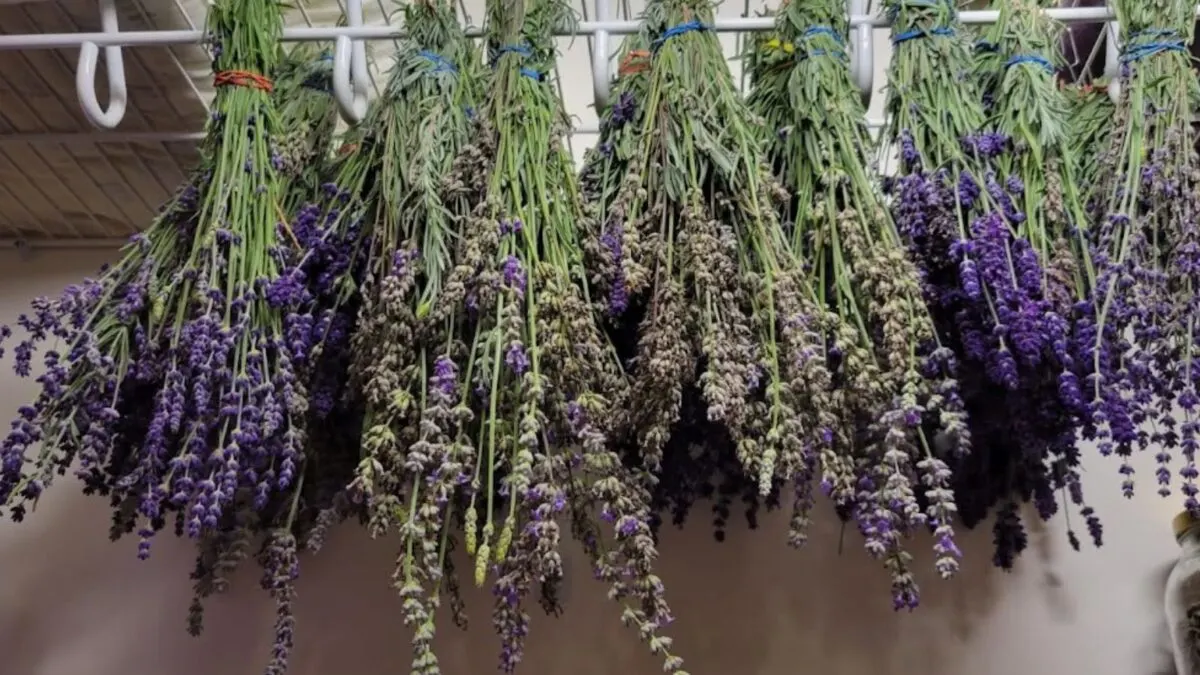 How To Grow Lavender Guide
