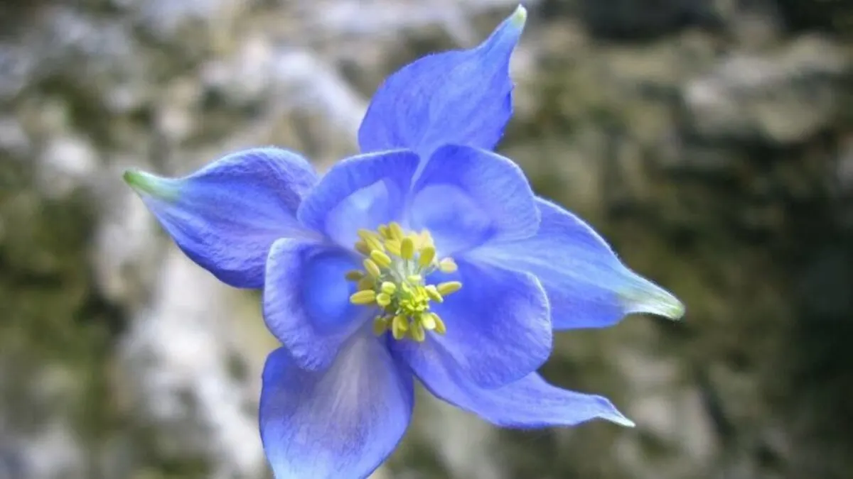 Bring Calm To The Garden With 11 Beautiful Annual Blue Flowers
