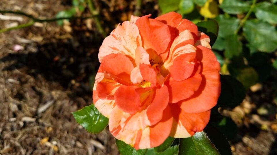 How To Grow Beautiful Roses - 10 Tips For Success (Pictures Too!)