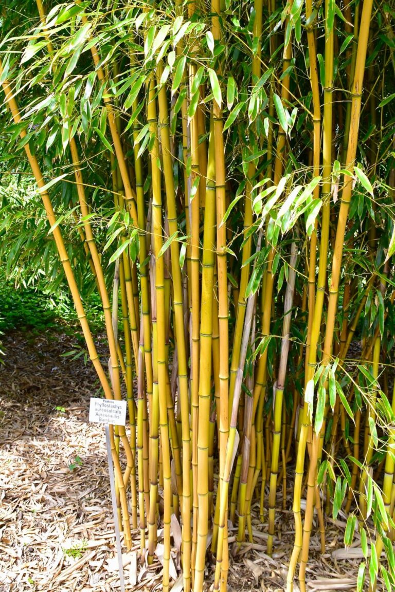 10 Invasive Plants In New York (And 20 Natives To Plant Instead)