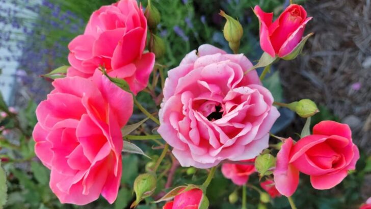 How To Grow Beautiful Roses - 10 Tips For Success (Pictures Too!)