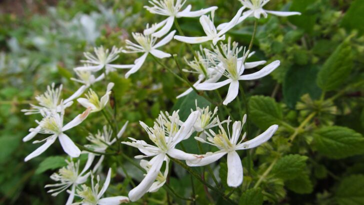 10 Invasive Plants In New York (And 20 Natives To Plant Instead)