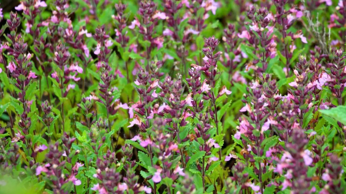 12 Low Maintenance Ground Cover Plants For Full Sun