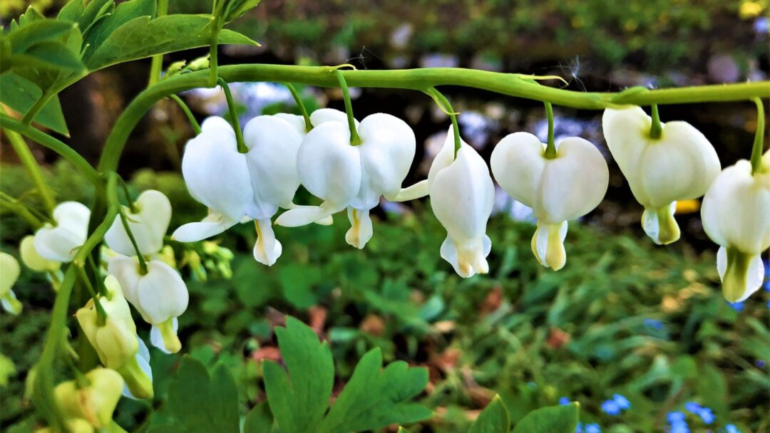 Bleeding Heart Plant Care Secrets You Should Know